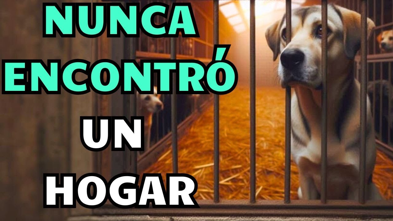 "La Triste Historia de Blanquito: El Perro que Nunca Encontró un Hogar ...