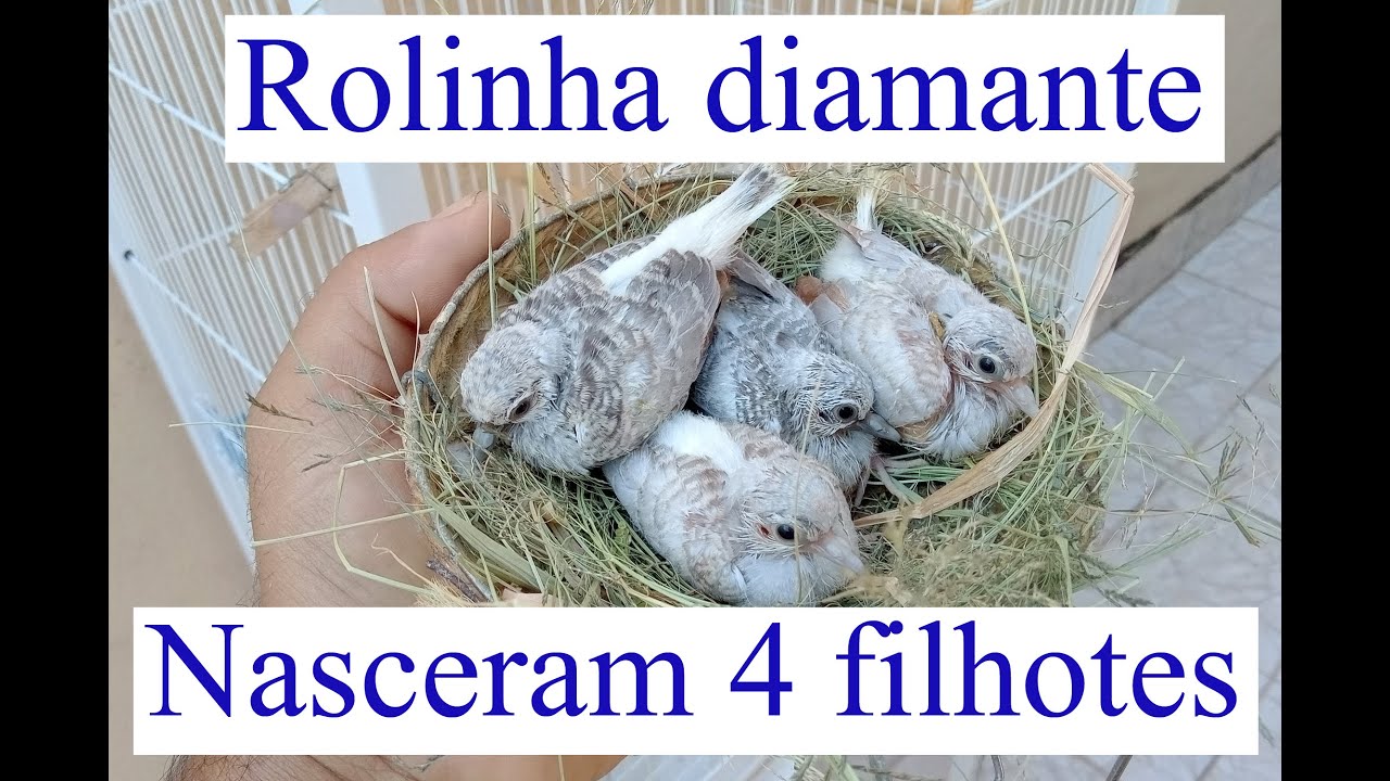 Rolinhas Diamante no viveiro chocaram juntos e nasceram 4 filhotes ...