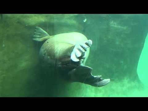 Walrus Underwater Acrobat in Slow Motion  [ HD ]