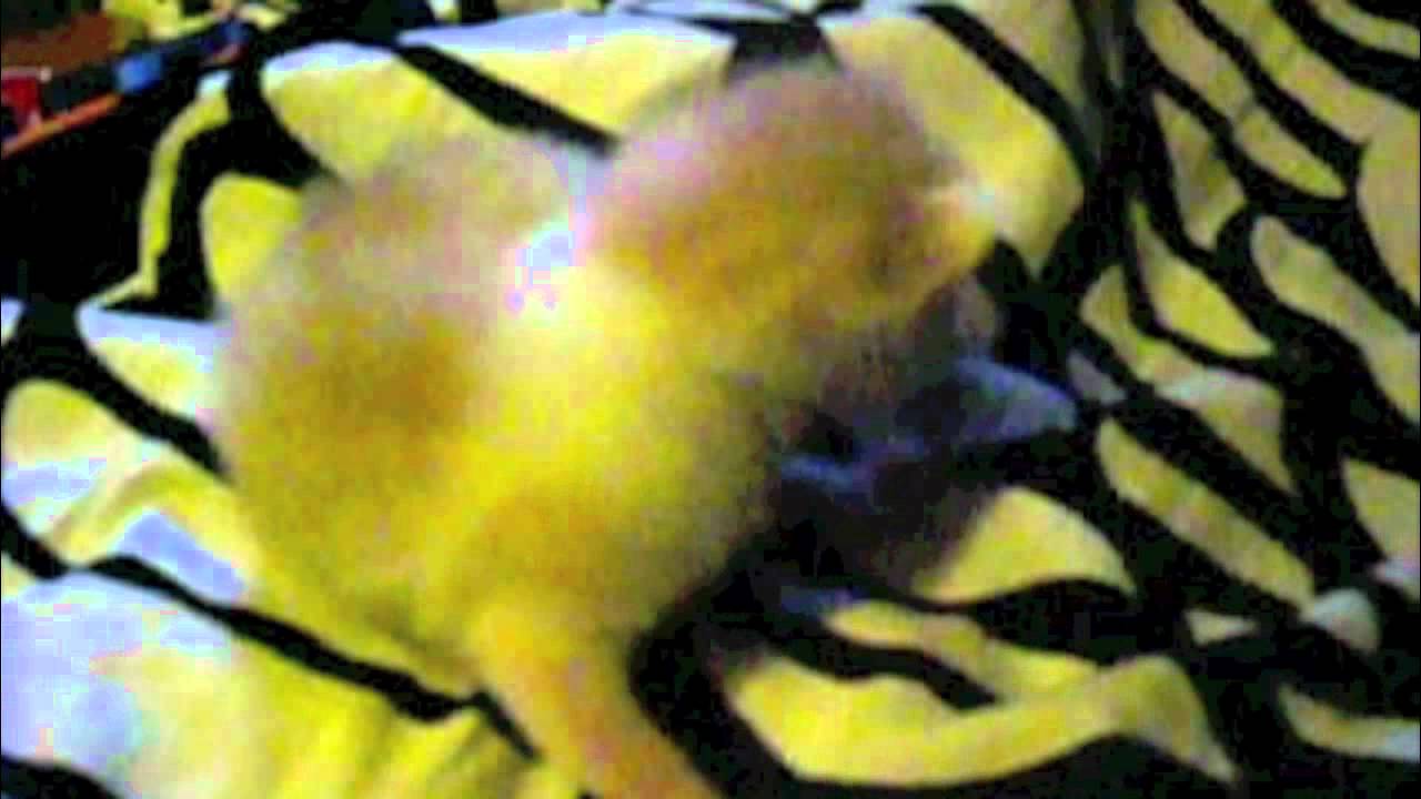 Roaring Kitty - YouTube