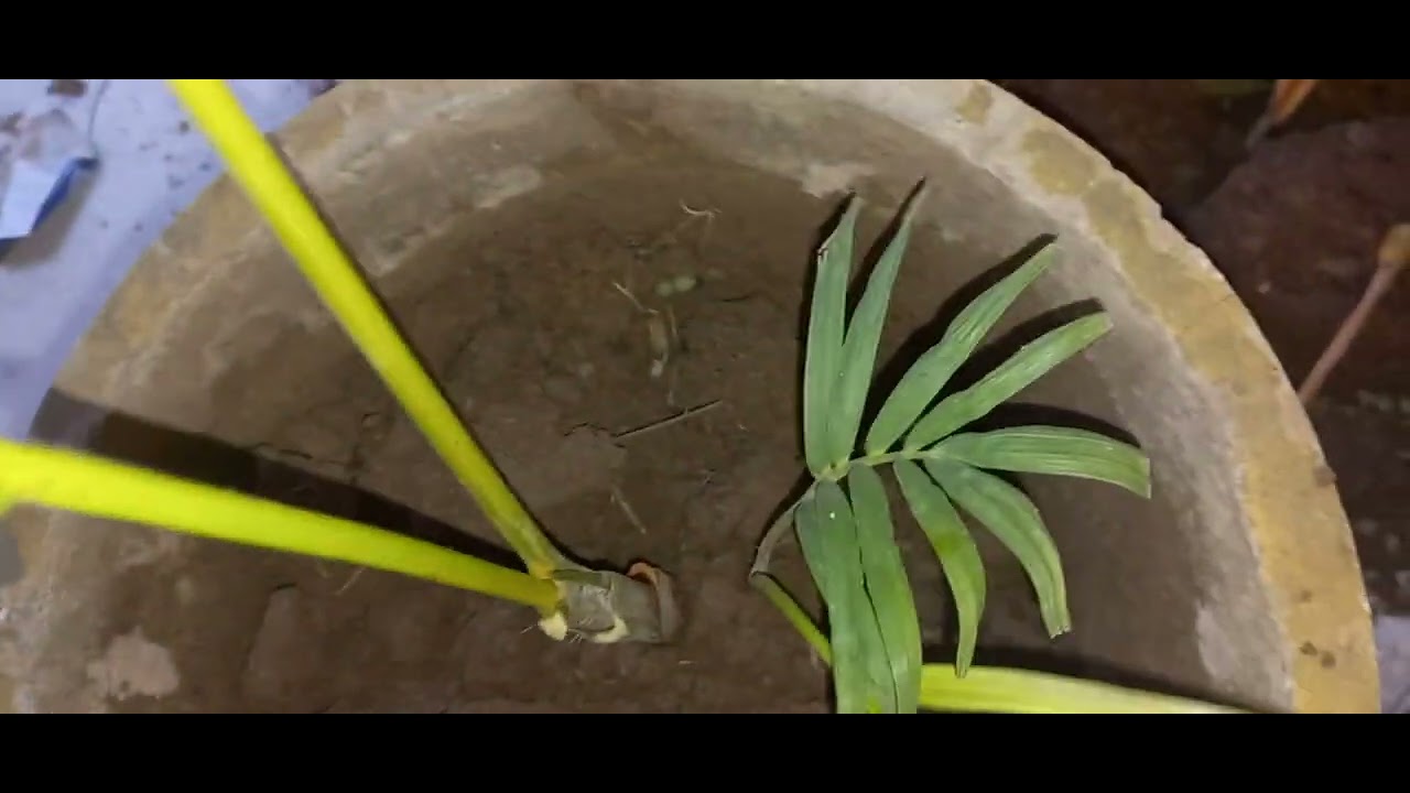 Areca palm propagation through division. semi shade plants ...