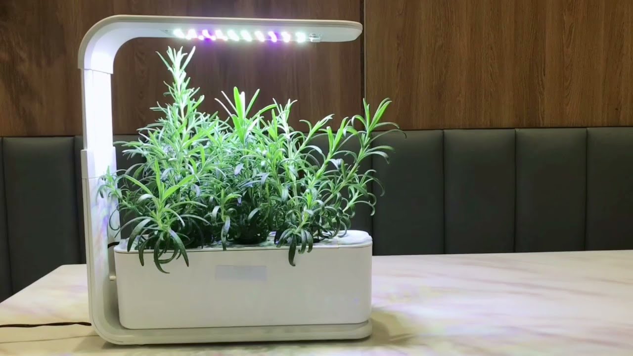 Grow Rosemary in ScienGarden Hydroponics System - YouTube