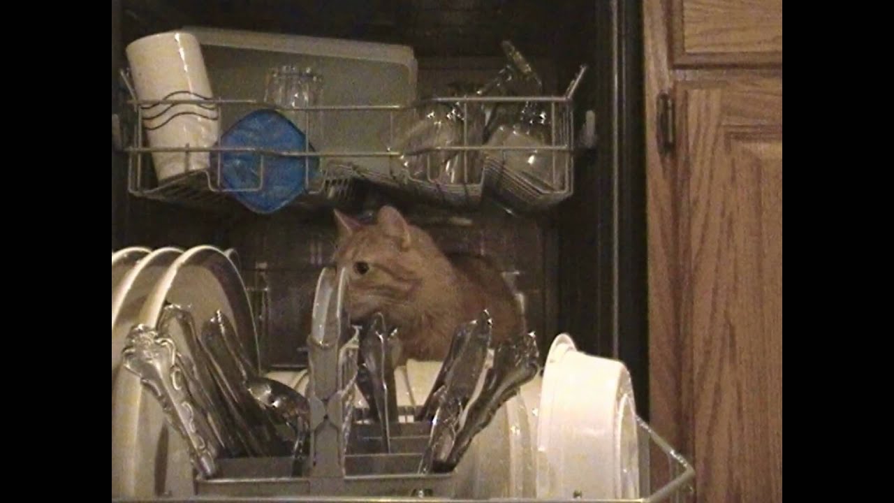 Crazy Gus! - YouTube