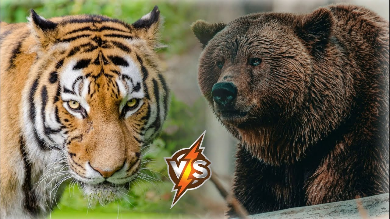 Tiger VS Bear || Who Will Win in the Fight? - YouTube