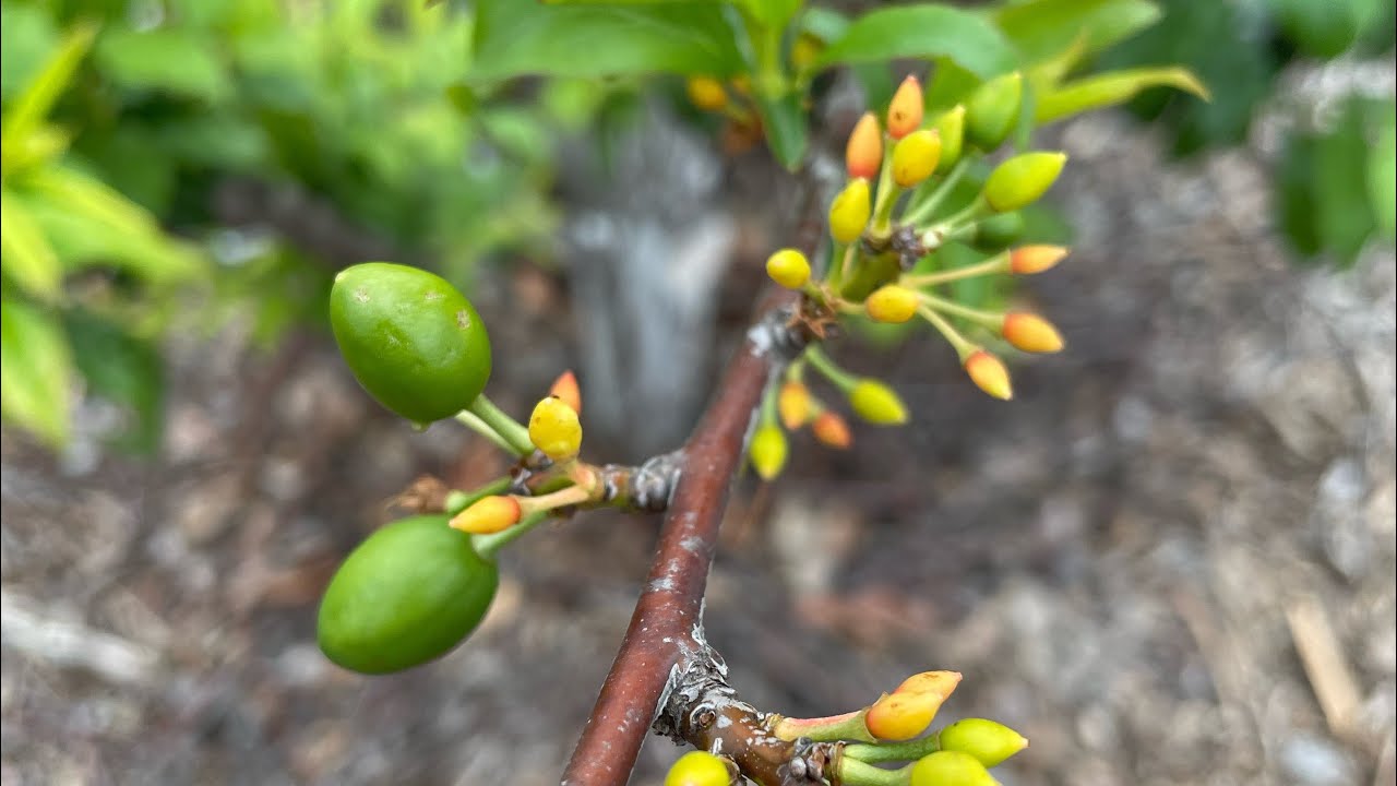 Por que no voy a hacer aclareo del árbol de Pluerry - YouTube