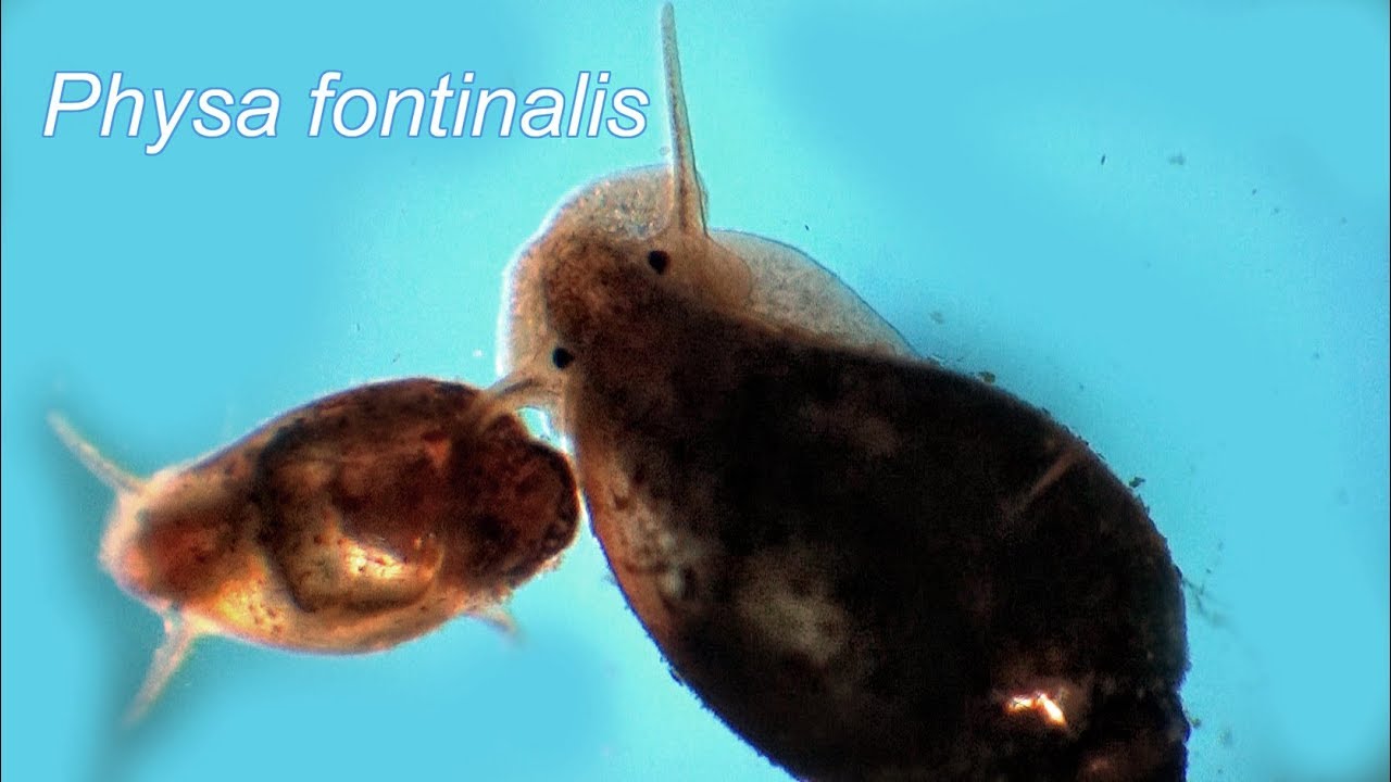 PHYSA FONTINALIS - YouTube