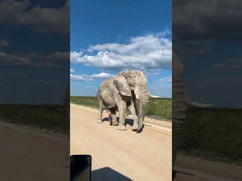 Elephant 🐘 - YouTube
