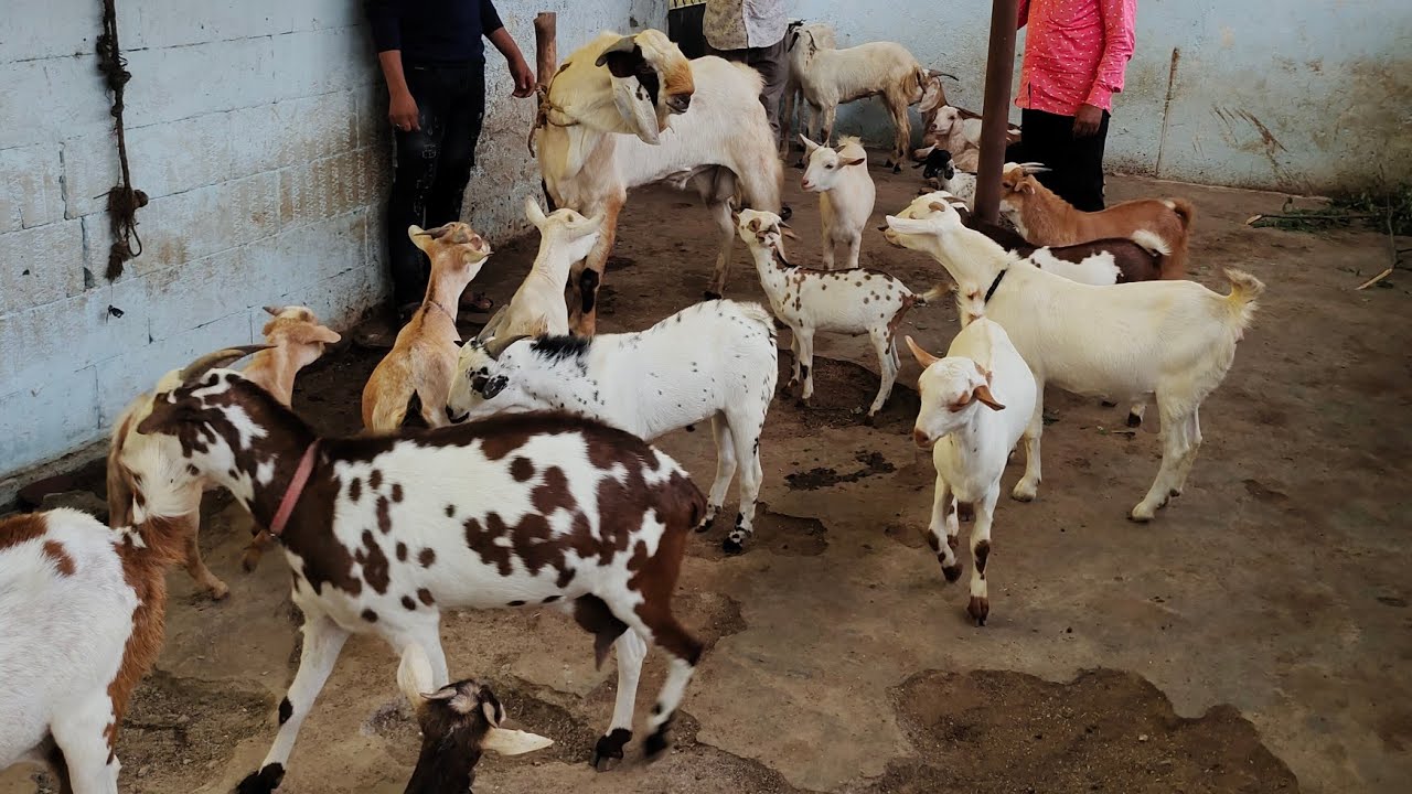 9959675286 mega lot of barbari goats bantam bakriya desi bakre ...