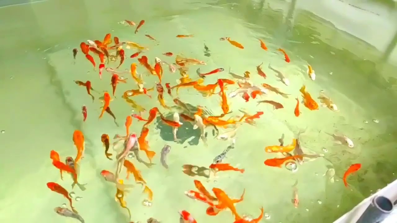 Kohaku, Butterfly, Silky, Milky, Japanese Koi Carp (Mixed)🐟 High Color ...