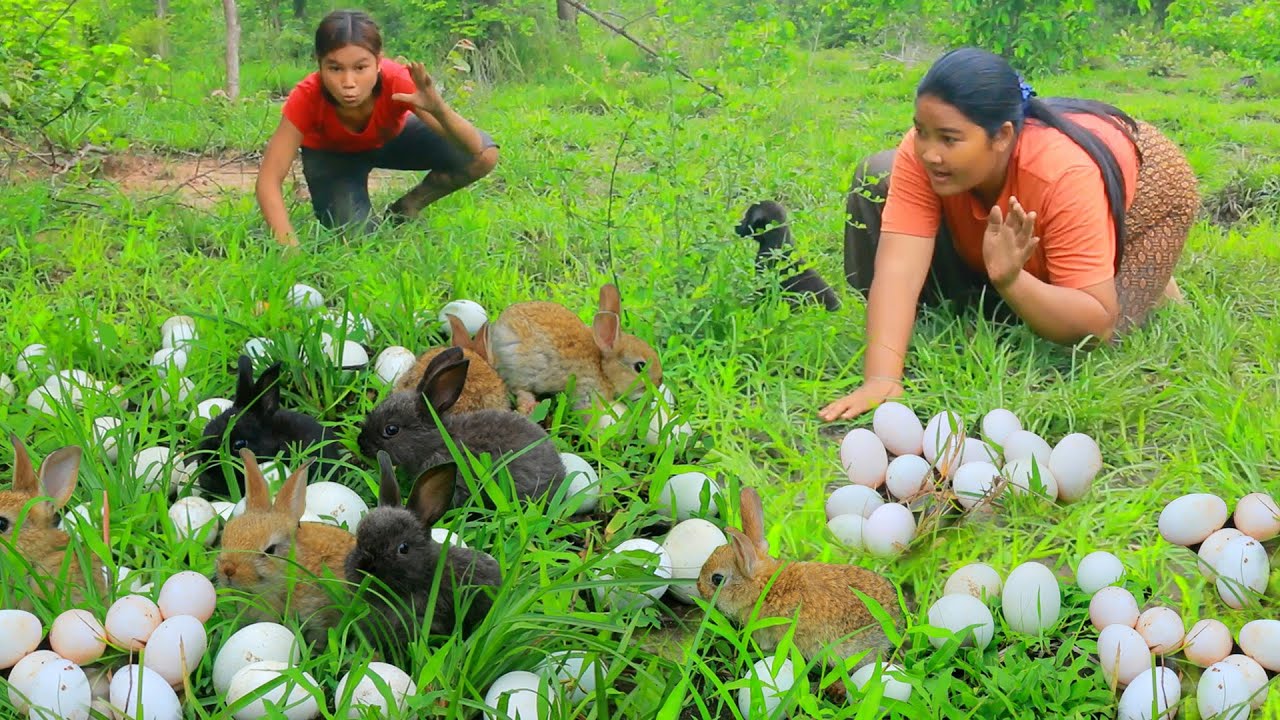 Harvest of Wild rabbit and egg in forest - Cooking Snail with egg spacy ...