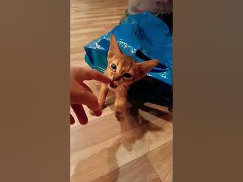 котик в пакете - YouTube