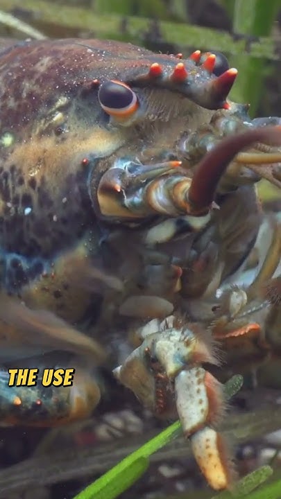Lobsters: The ocean's ancient creatures - YouTube