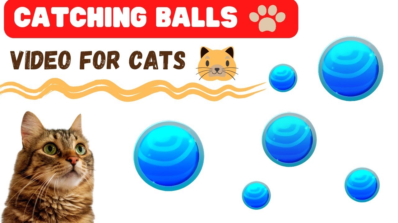 Cat Games- Bouncing Balls Fun| Video For Cats And Dogs To Watch - YouTube