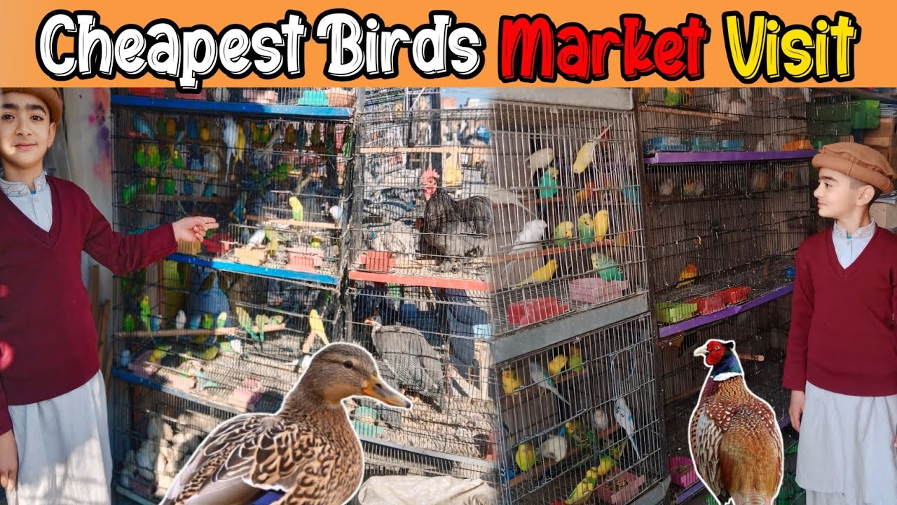 Cheapest Birds Market Visit Vlog || Cheapest Birds Mandi Latest Prices ...