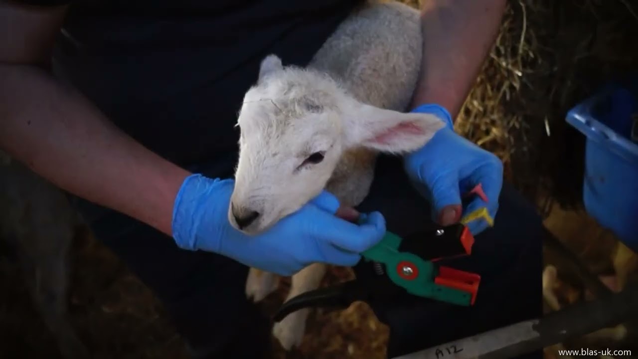 Smart Sheep Early Tagging of Lambs - YouTube