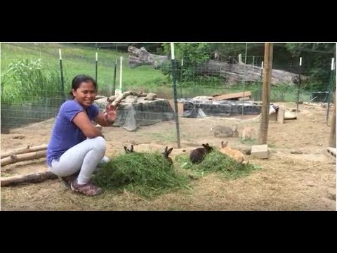How To Build An Impenetrable Rabbit Pen For Breeding Bunnies - YouTube
