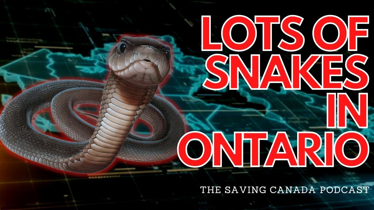 SCP 171: Lots of Snakes in Ontario... - YouTube