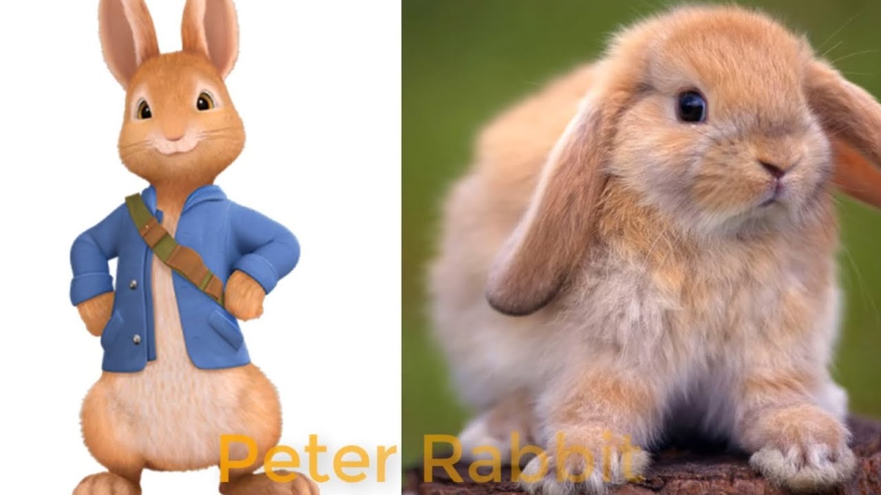 Peter rabbit 🐇 characters in real life! - YouTube