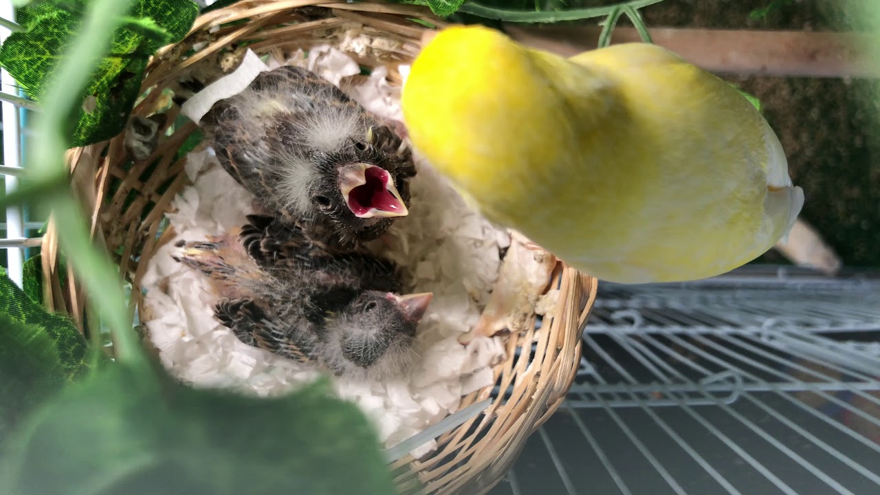 Baby Canaries 3 Weeks Old - YouTube