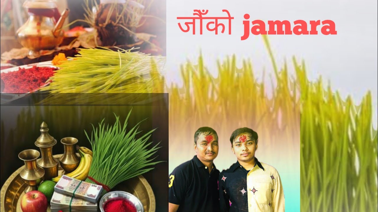 जौँको जमरा राख्ने नयाँ विधि /jamara rakhne Naya tarika@RajKumarsarki ...