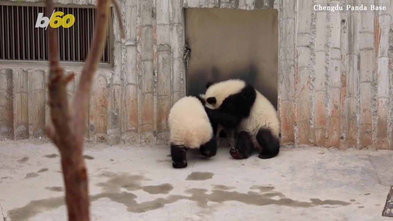 Adorable Panda Cubs Melt Hearts Around The World With Cuteness ...