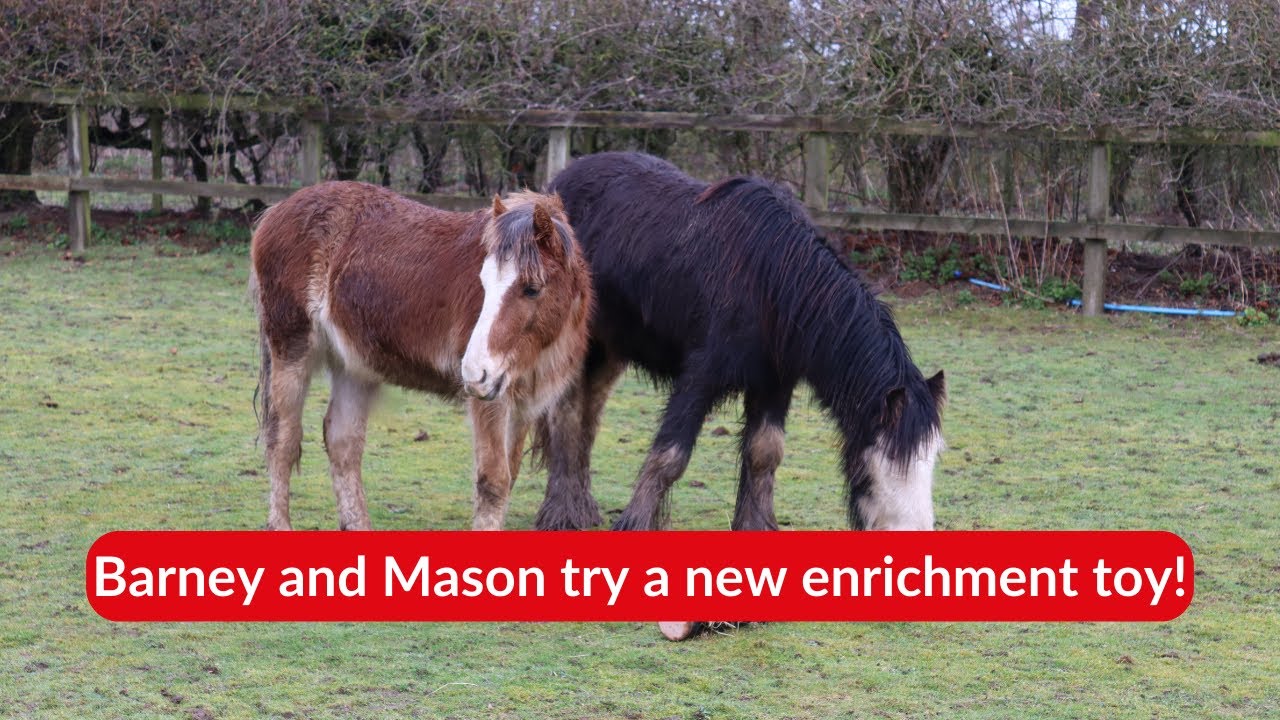 Barney and Mason try a new enrichment toy! - YouTube