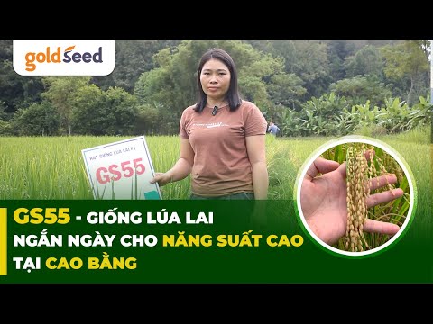 GS55 - giống lúa lai ngắn ngày cho năng suất cao tại Cao Bằng #goldseed ...