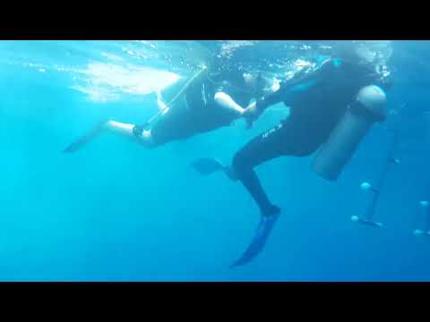 diving going up #underwater #asmr #sounds #relaxing