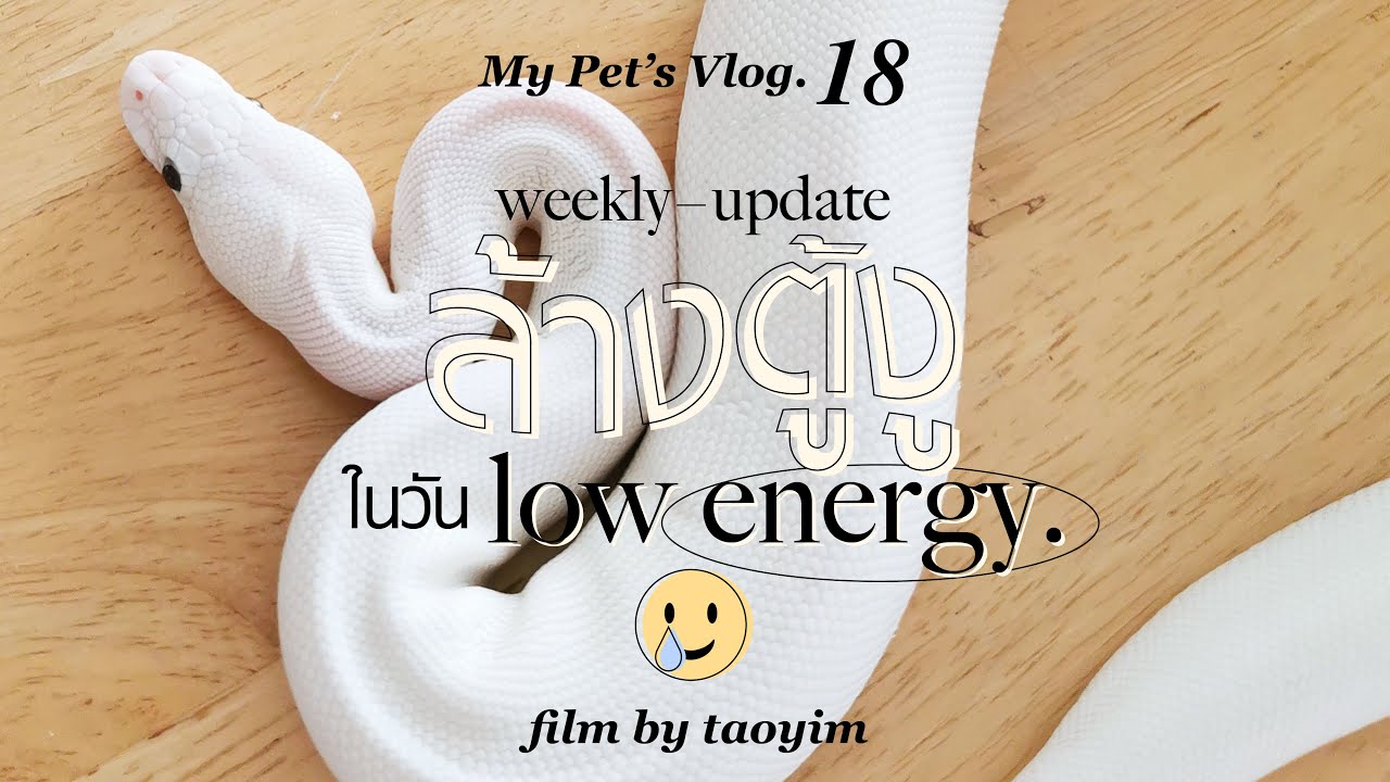 My Pet’s Vlog.18 |🐍💦 ล้างตู้น้องงู ในวัน low energy😪 #cornsnake & #ballpython - YouTube