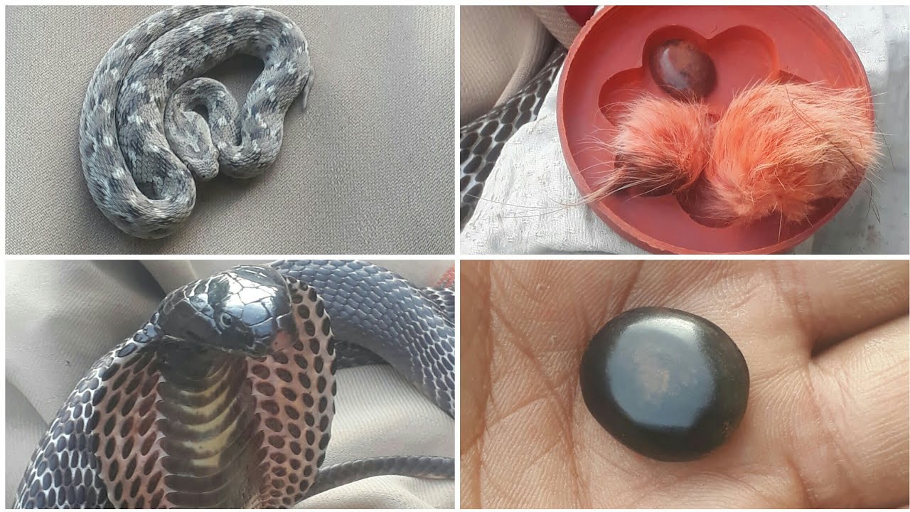 GIDAR SINGHI-Orignal Gider Singhi-Amazing Street Playing-Cobra Flute ...