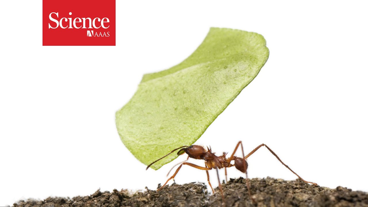 Antlike robots might help explain origins of animal cooperation. - YouTube