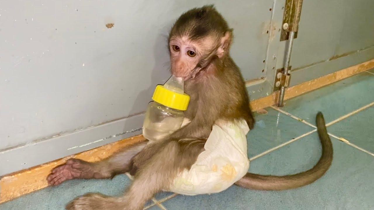 Baby balu playing alone - YouTube