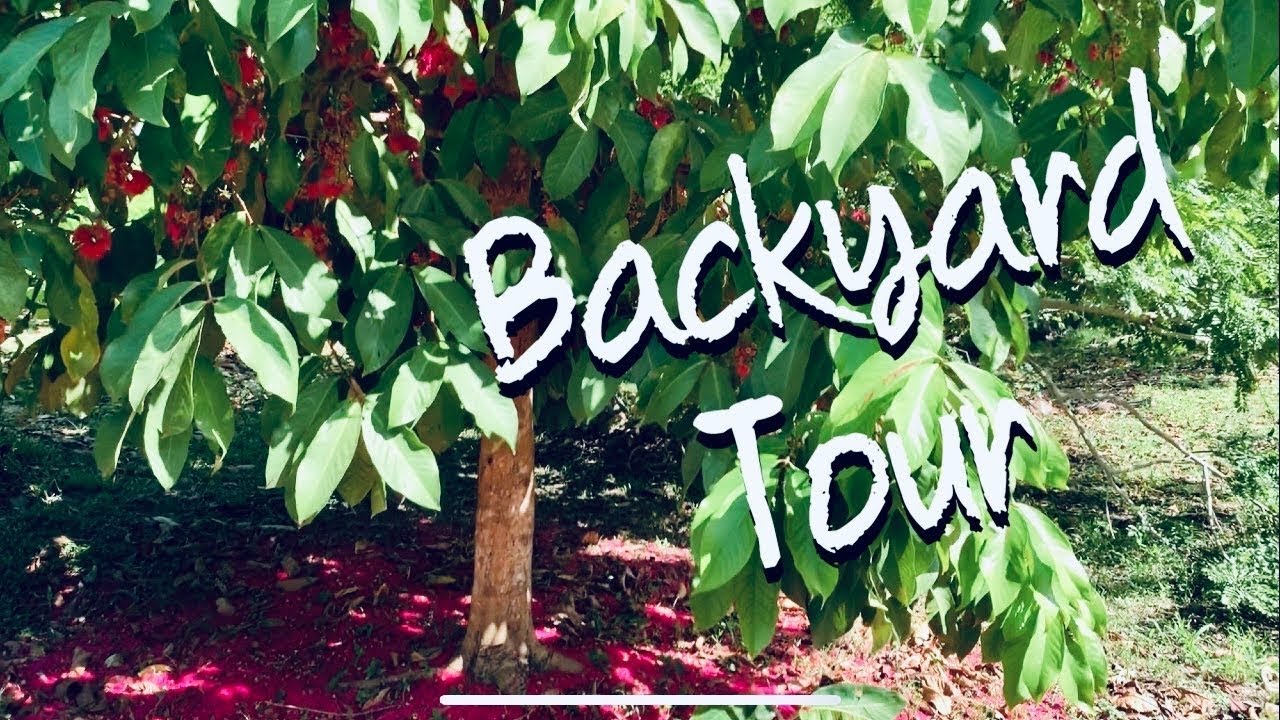 Backyard Tour! 100+ Fruit Trees (Caribbean Tropical Fruits) - YouTube