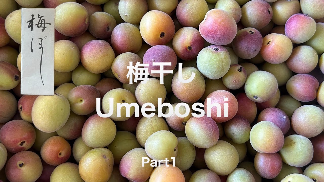 【梅干し】小梅の下漬けをしました！I pickled koume in preparation for making umeboshi. - YouTube