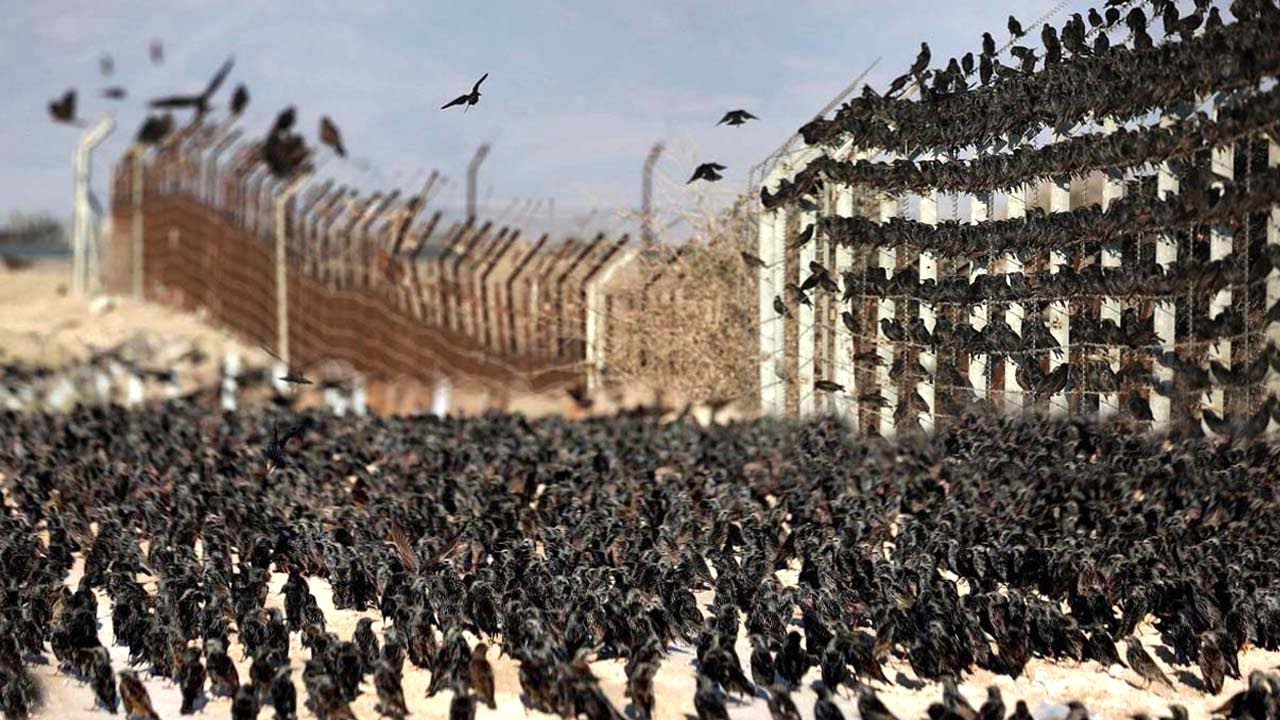 How American Farmers Deal With Nearly 400 Million Wild Birds - Farming ...