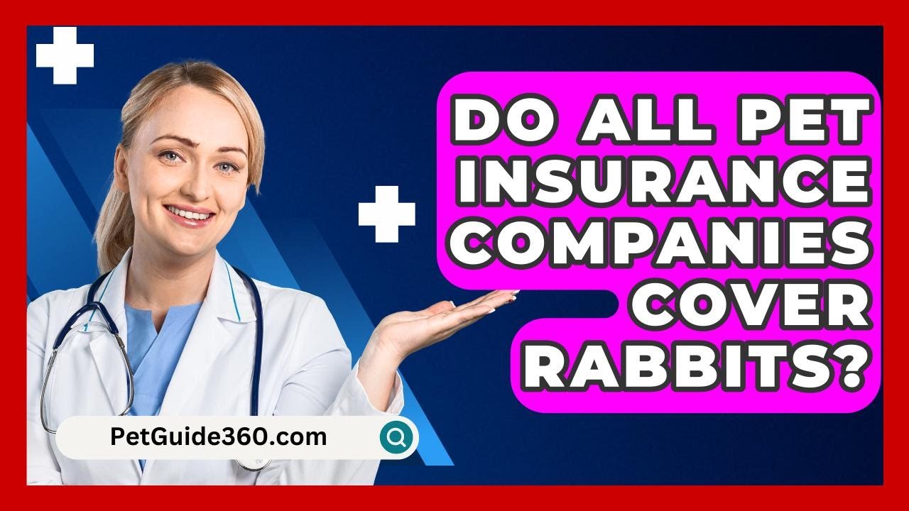 Do All Pet Insurance Companies Cover Rabbits? - PetGuide360.com - YouTube