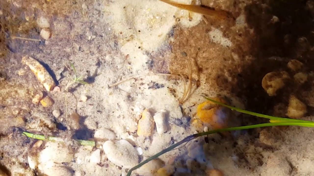 Water, seeping from the ground at a spring on the farm - YouTube