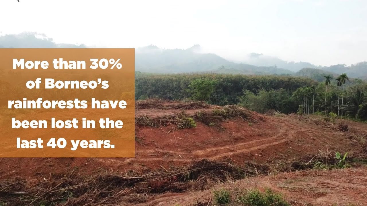 Help Protect Borneo's Rainforests! - YouTube