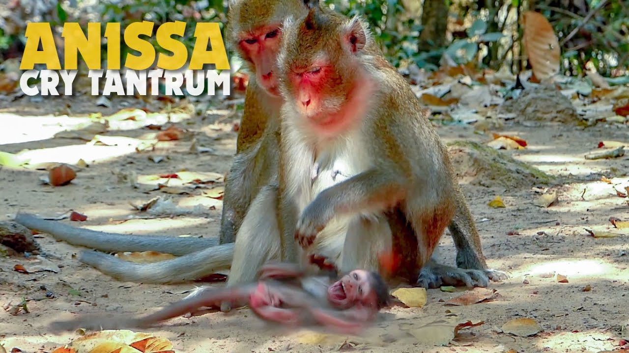 OMG! Poor Baby Monkey Anissa Crying Tantrum Angry Mum Not Nursing Milk ...