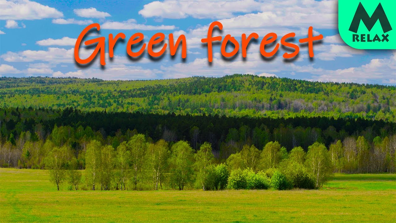 Green forest with a beautiful view - YouTube