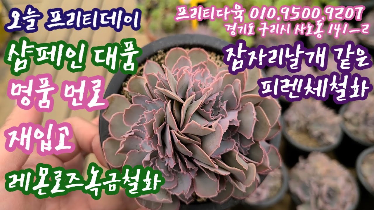 오늘은 프리티데이 명품 먼로 홀릭 재입고 왔어요💕 로사로아 루쯔대품군생 먼로 먼로군생 바닐라비스금군생 프리티다육