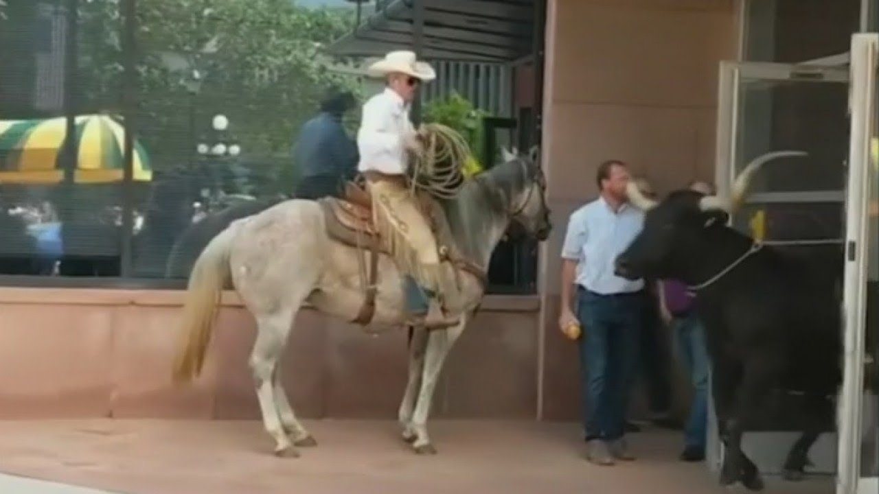 Longhorn on loose corralled by cowboy in Colorado Springs - YouTube