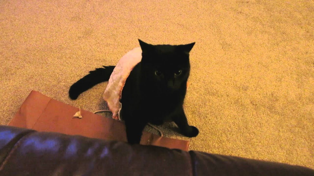 Amoeba Cat - YouTube