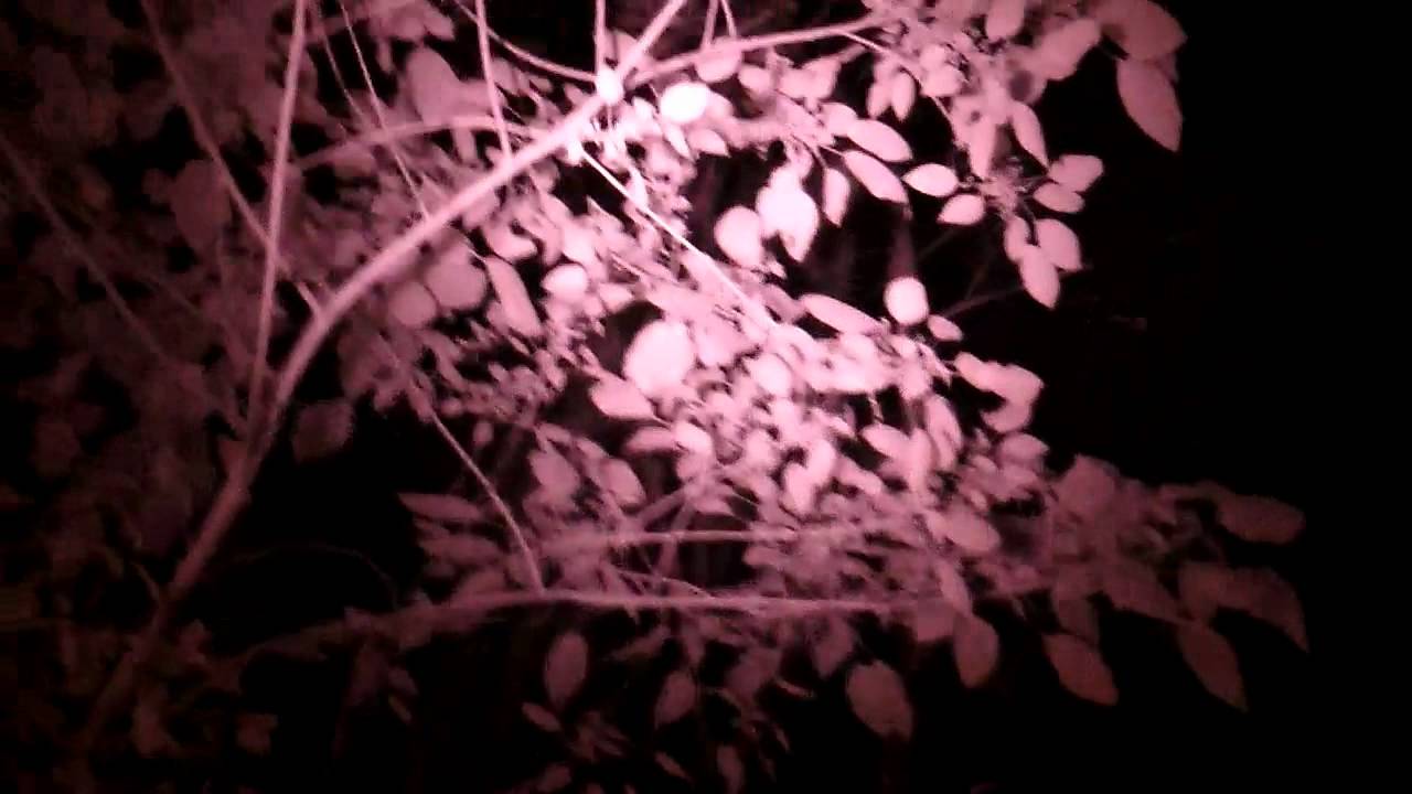 Metalslugs - Ghost Adventure II - Pre Season Walkthrough - Yishun Park ...