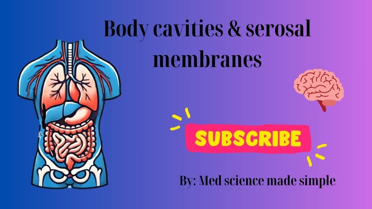 Understanding Body Cavities and Serosal Membranes | Anatomy Basics - YouTube