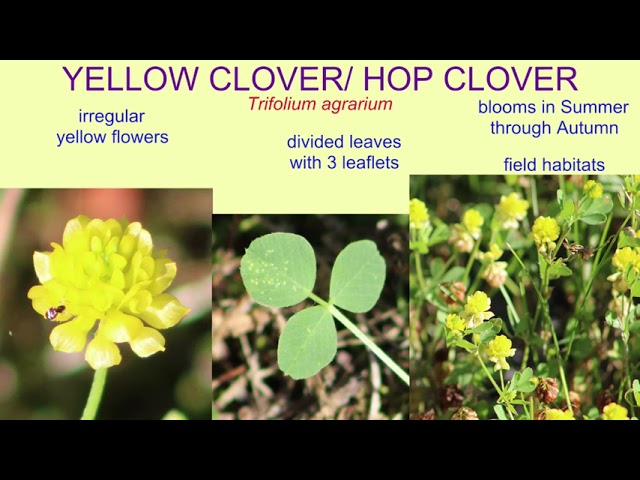 Yellow Clover Flower
