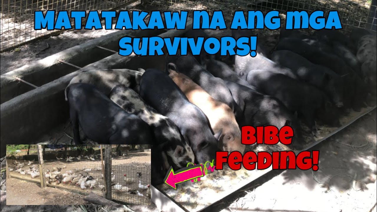 Magana na Muli Kumain ang mga Survivor || Bibe Feeding || Isa pang ...