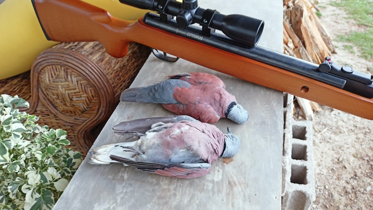 First hunting experience/using break barrel air gun - YouTube