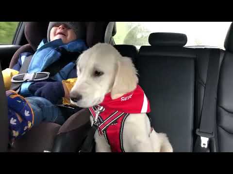 Je m'appelle Snow Blade - Chien de service en formation depuis 3 mois