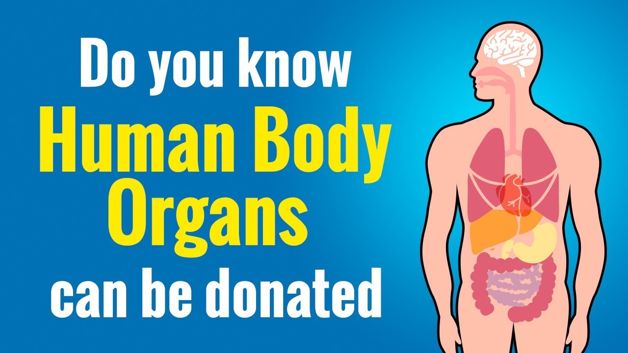 What Organs Can You Live Without And Donate what-organs-can-you-live-without-and-donate